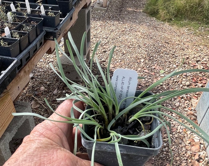 Allium Senescens L 100 Seeds Aging Onion 두메부추 - Etsy