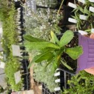 Eryngium Foetidum/culantro Chadon Beni Shado Beni Live Plant in 2.5 ...