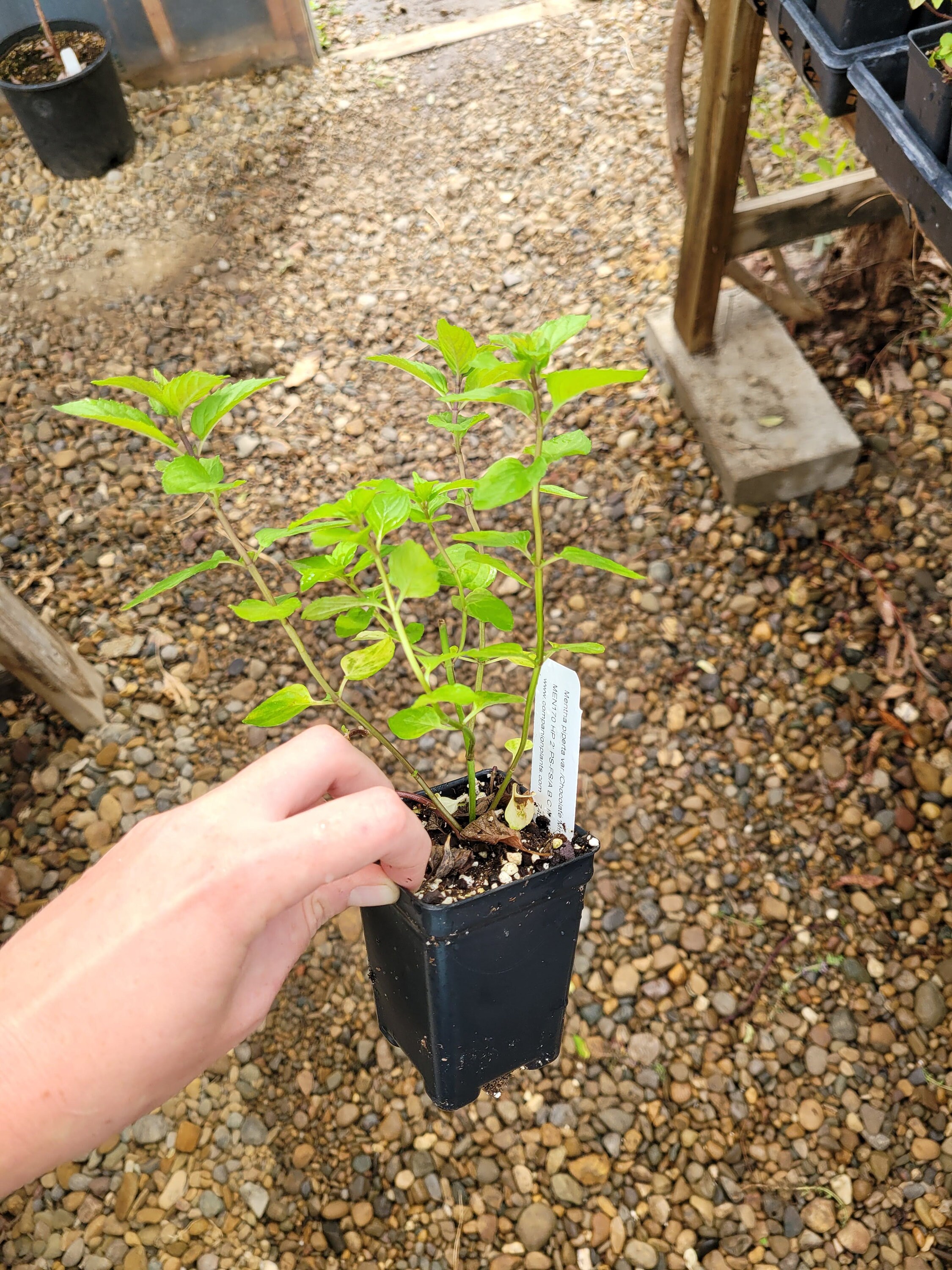 Mentha X Piperata Var. Chocolate Mint in 2.5 Inch Pot - Etsy