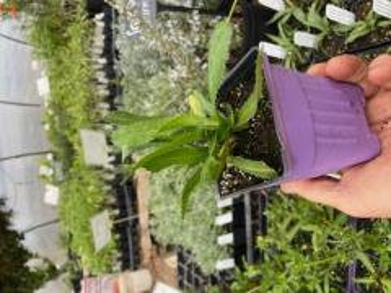 Eryngium Foetidum/culantro Chadon Beni Shado Beni Live Plant - Etsy