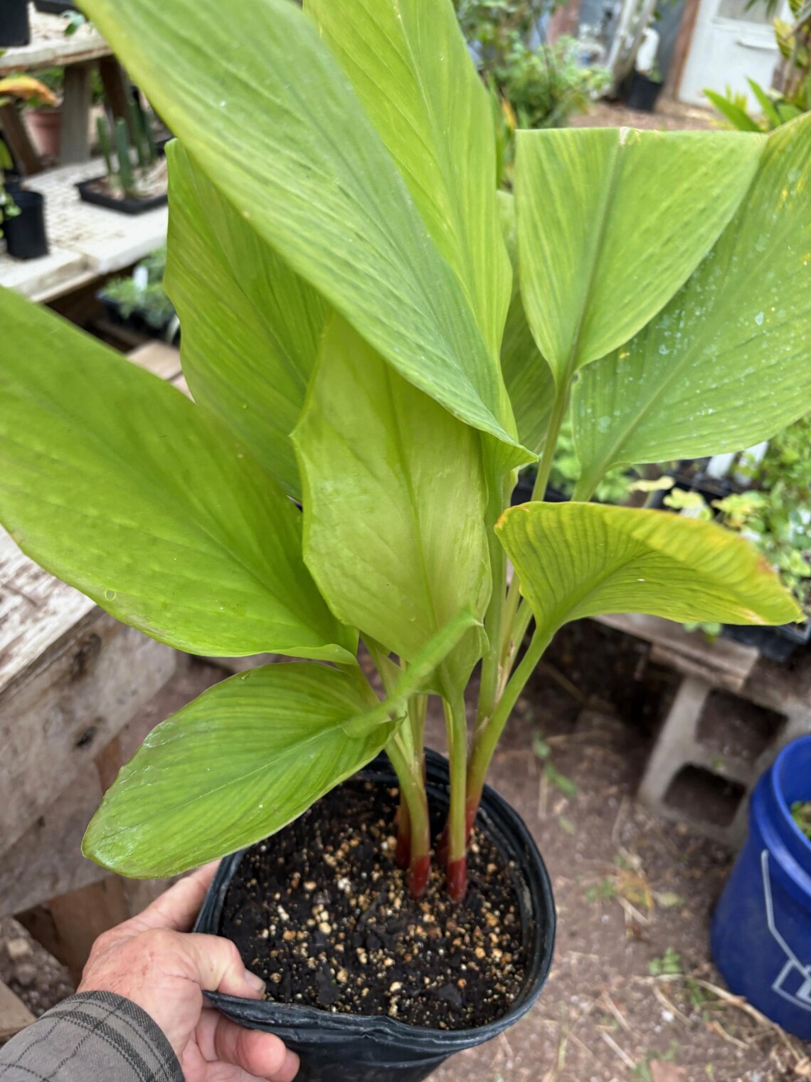 Boesenbergia Rotunda Chinese Finger Ginger Plant in Gallon Pot - Etsy