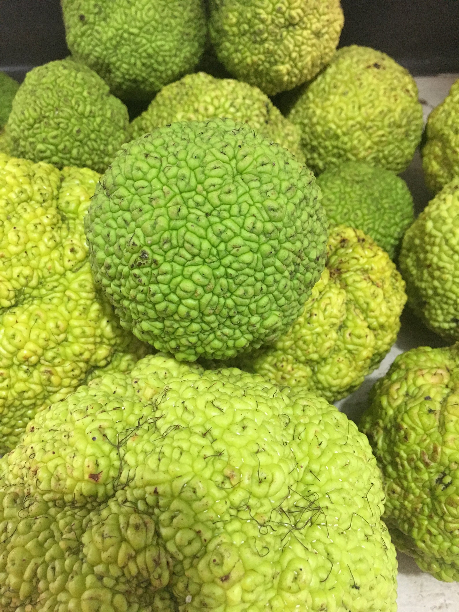 Maclura Pomifera OSAGE ORANGE FRUITS Fresh Osage Orange Fruits - Etsy