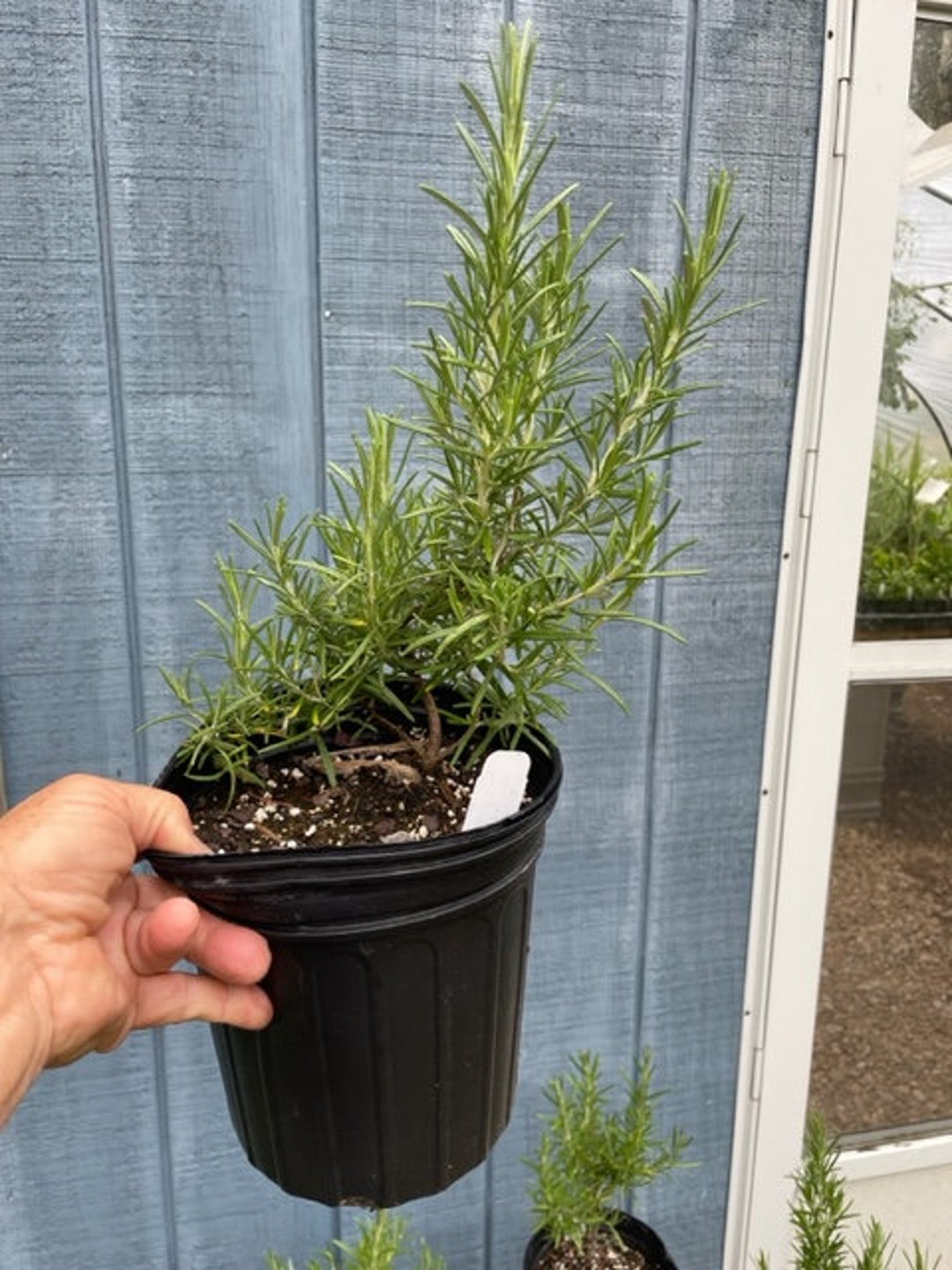 Rosmarinus Off. 'hill Hardy' Rosemary Plant in Gallon Pot - Etsy