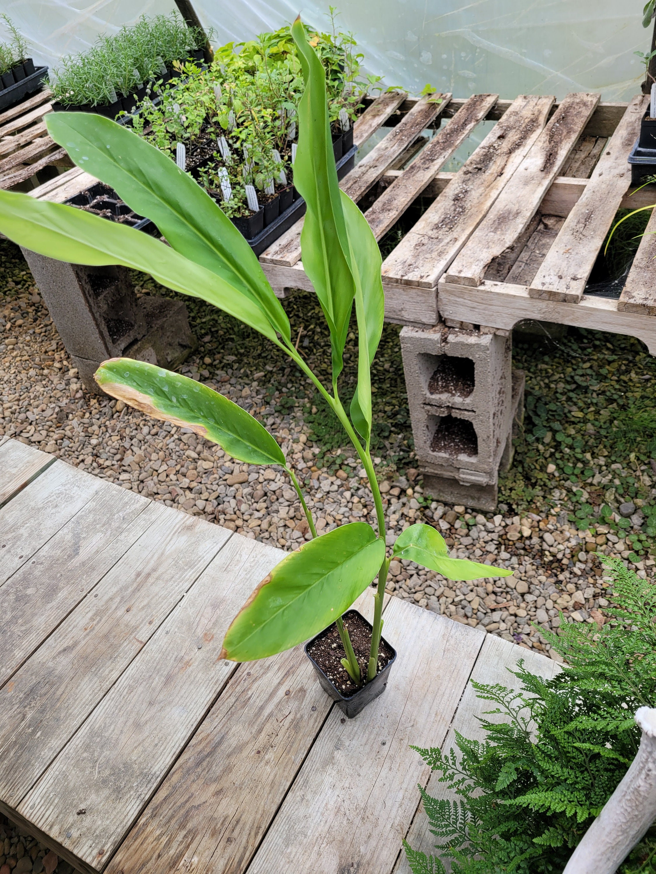 Alpinia Galanga Galangal Plant in 4 Inch Pot - Etsy
