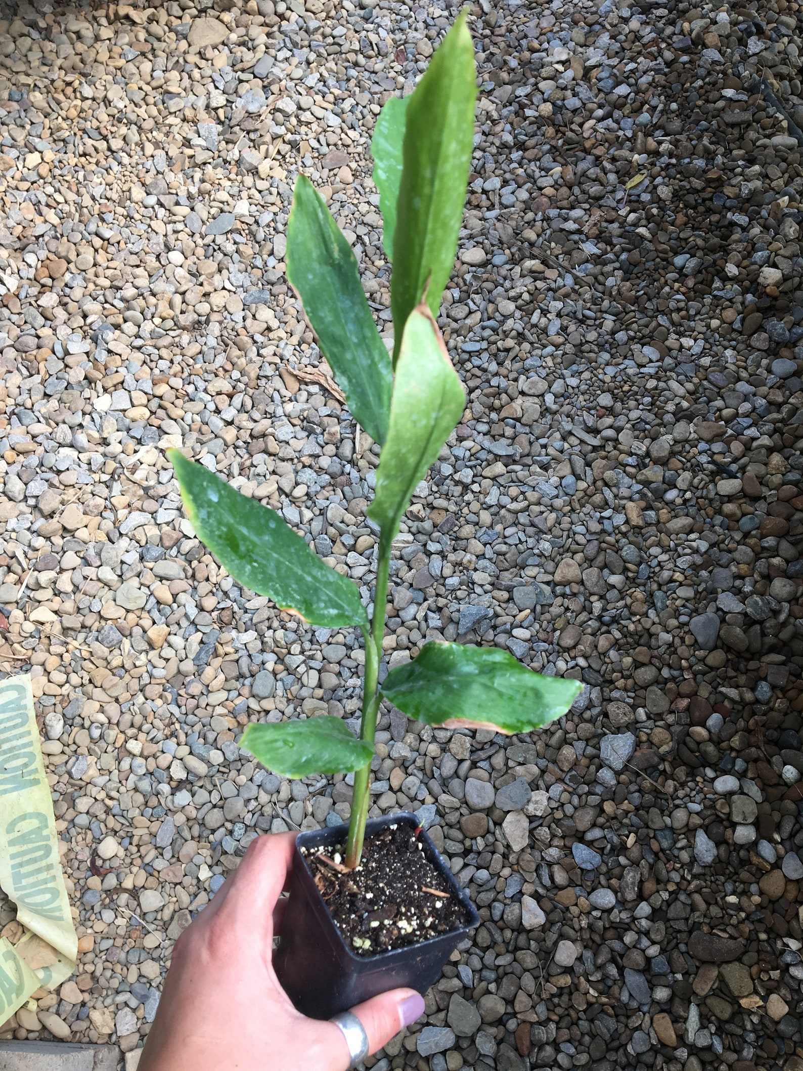 Alpinia Nutans Dwarf False Cardamom Shellflower Plant in 2.5 Inch Pot ...