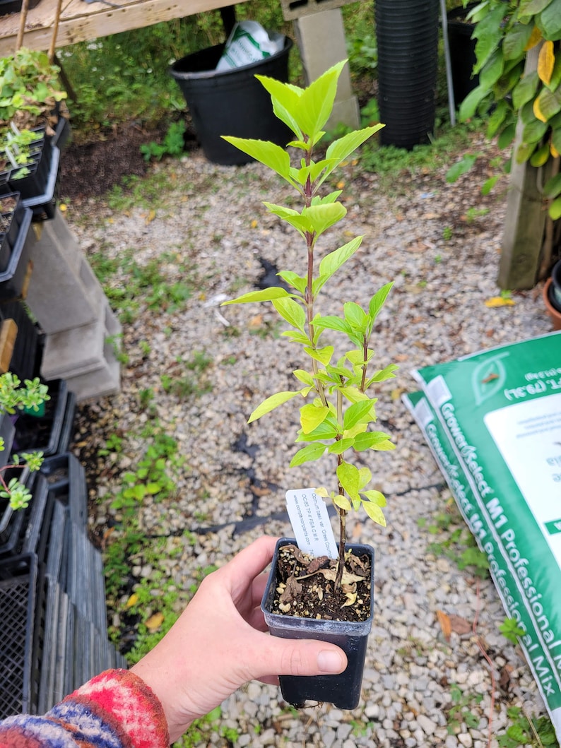 Ocimum Basilicum Var. Greek Columnar Basil 2 1/2 Pot - Etsy