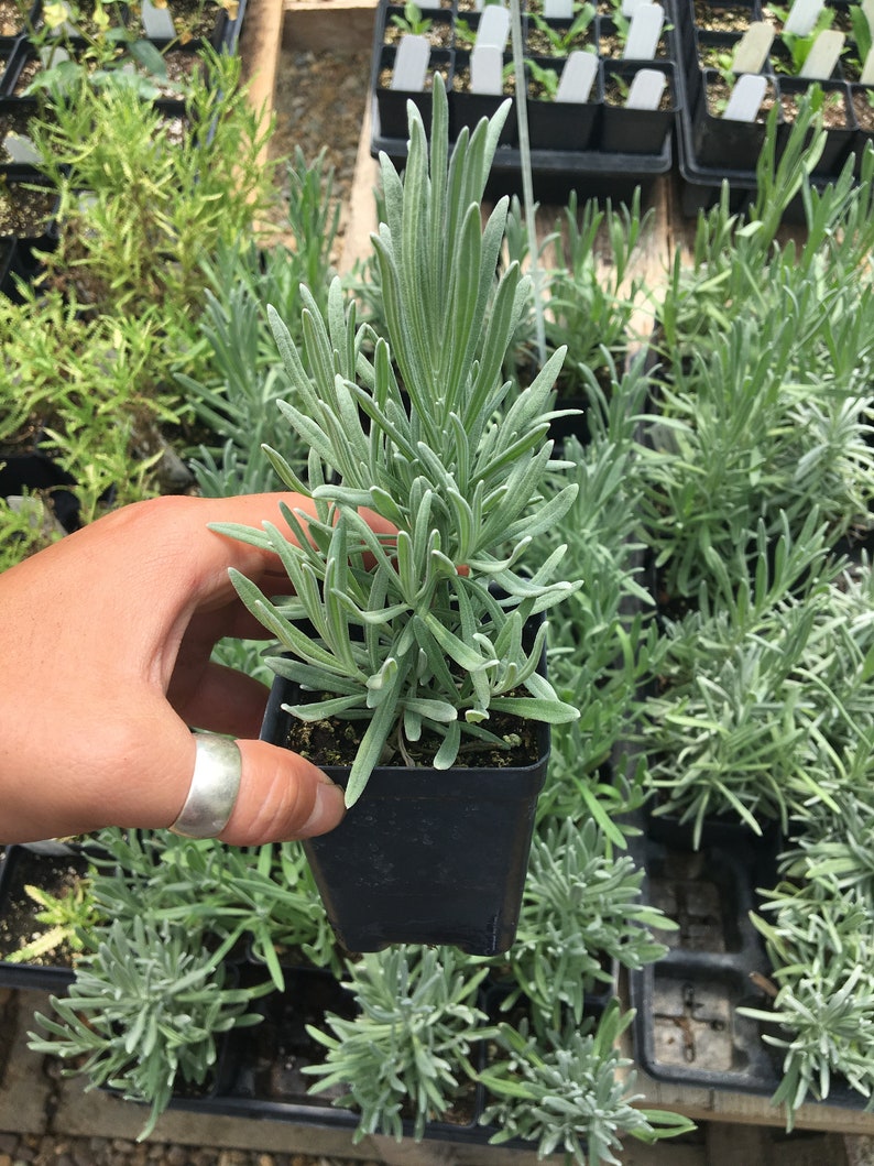 Lavandula X Intermedia 'provence' Provence Lavender Plant in 2.5 Inch ...