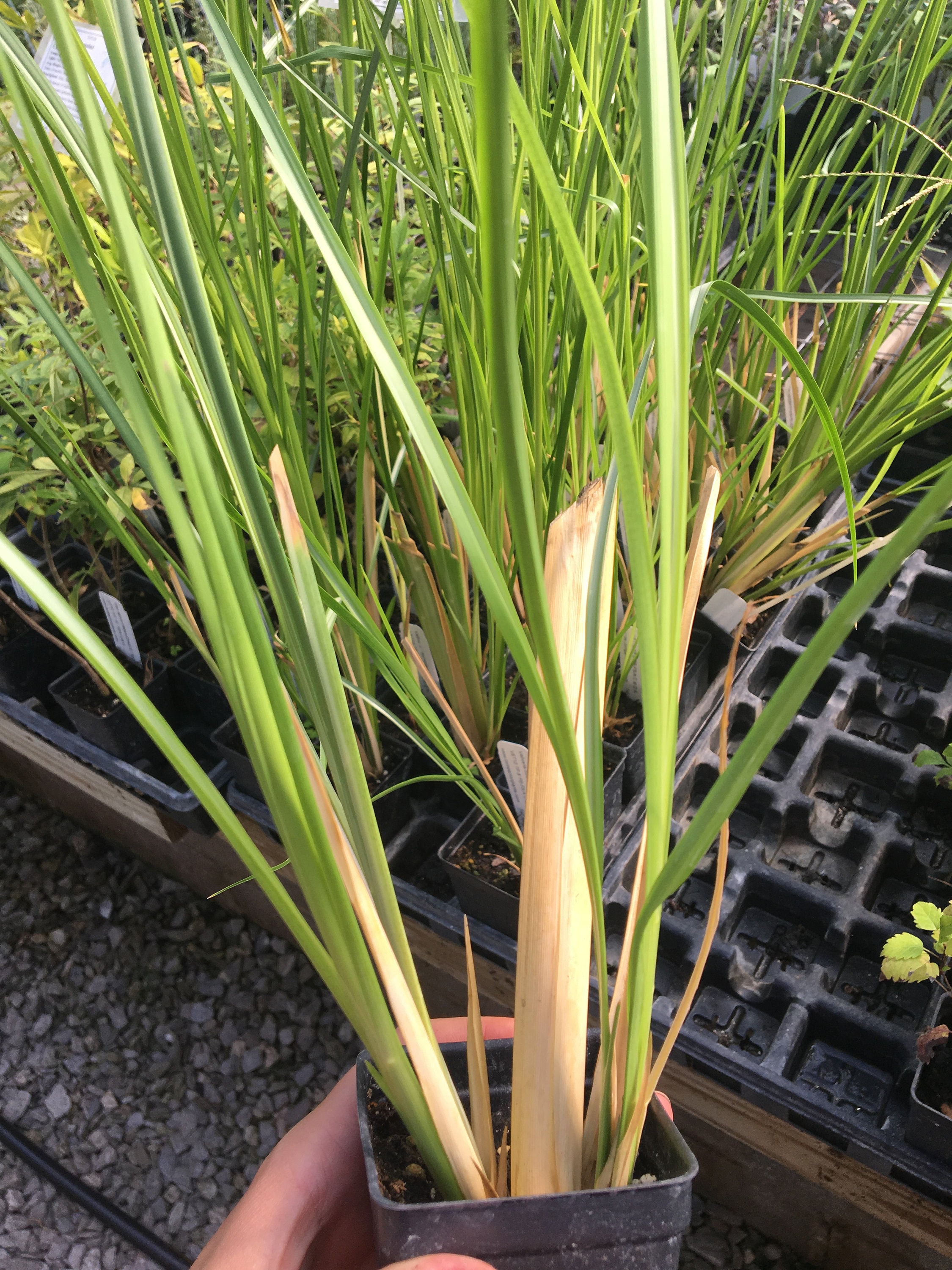 Vetiver LIVE PLANT Vetiver Zizanioides Ayurvedic Plant 4 Pot - Etsy