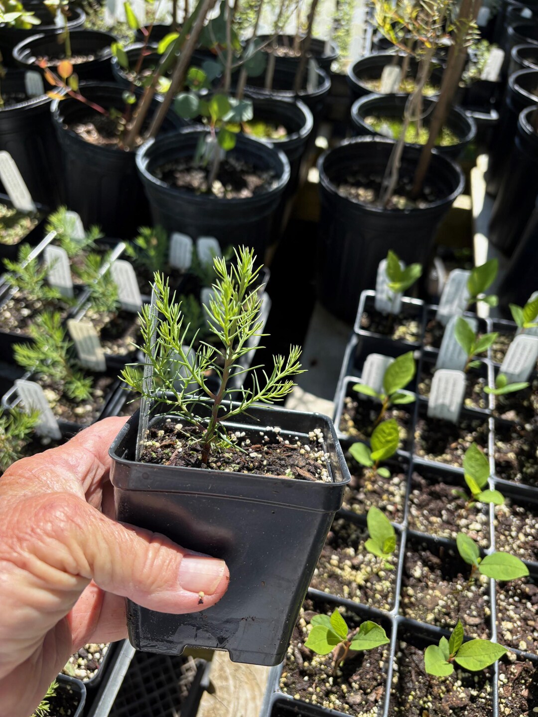 Sequoiadendron Giganteum Giant Sequoia Tree in 4 Inch Pot - Etsy