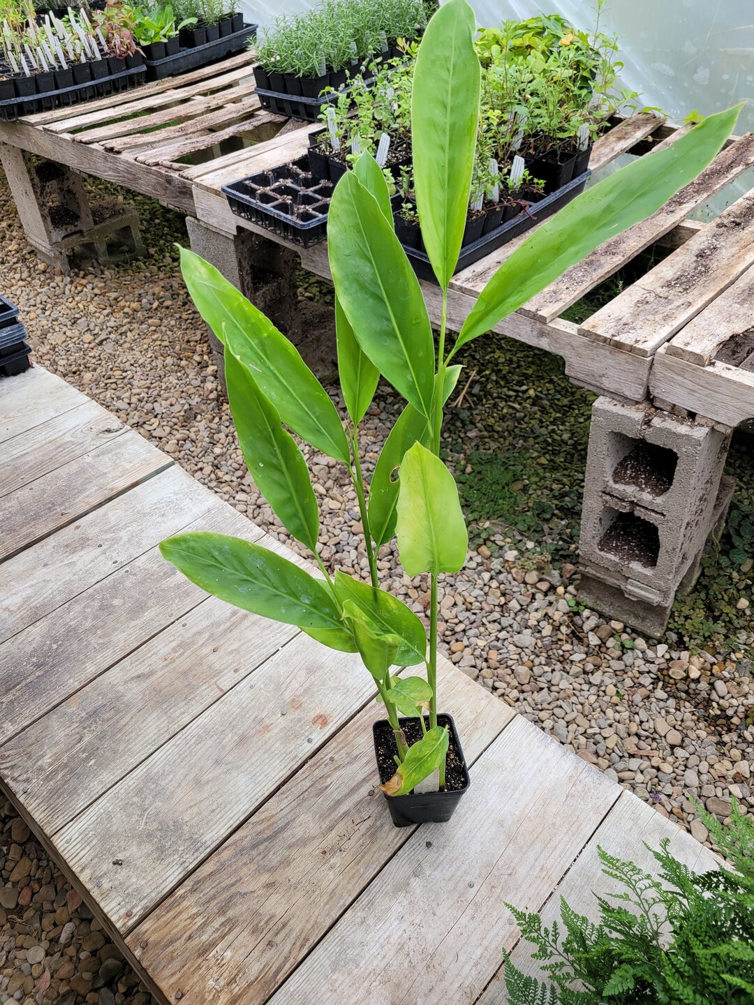 Alpinia Galanga Galangal Plant in 4 Inch Pot - Etsy