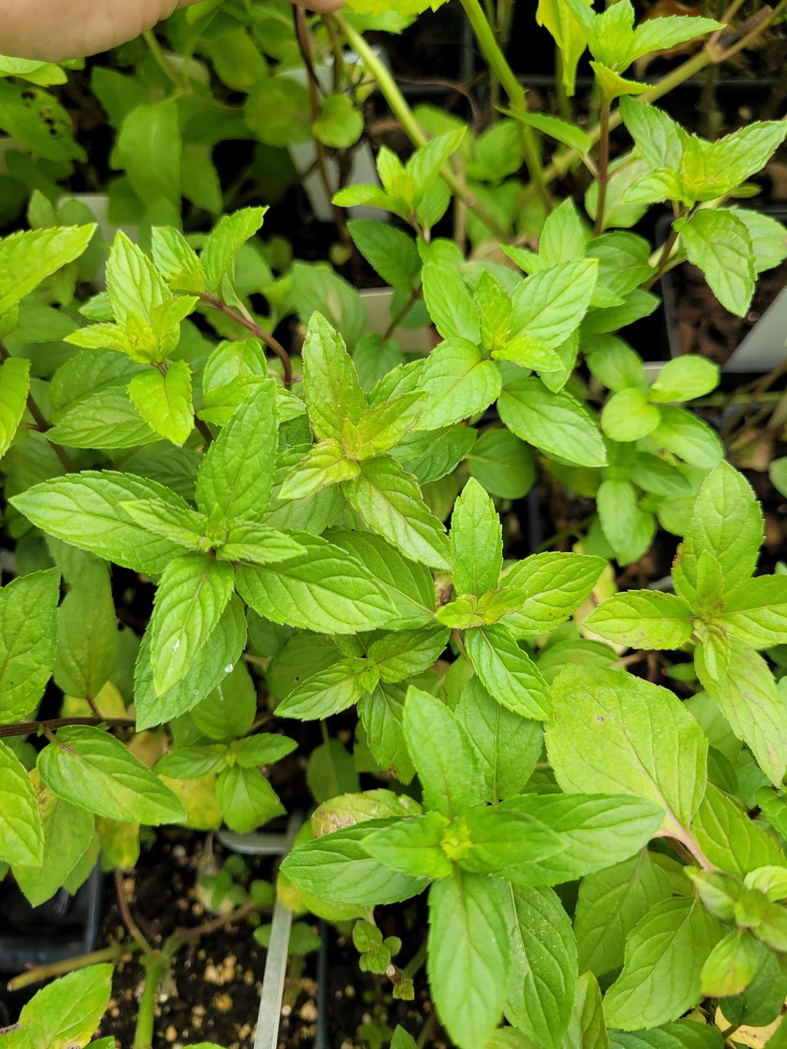 Mentha X Piperata Var. Candy Mint Live Plant in 2.5 Inch Pot - Etsy