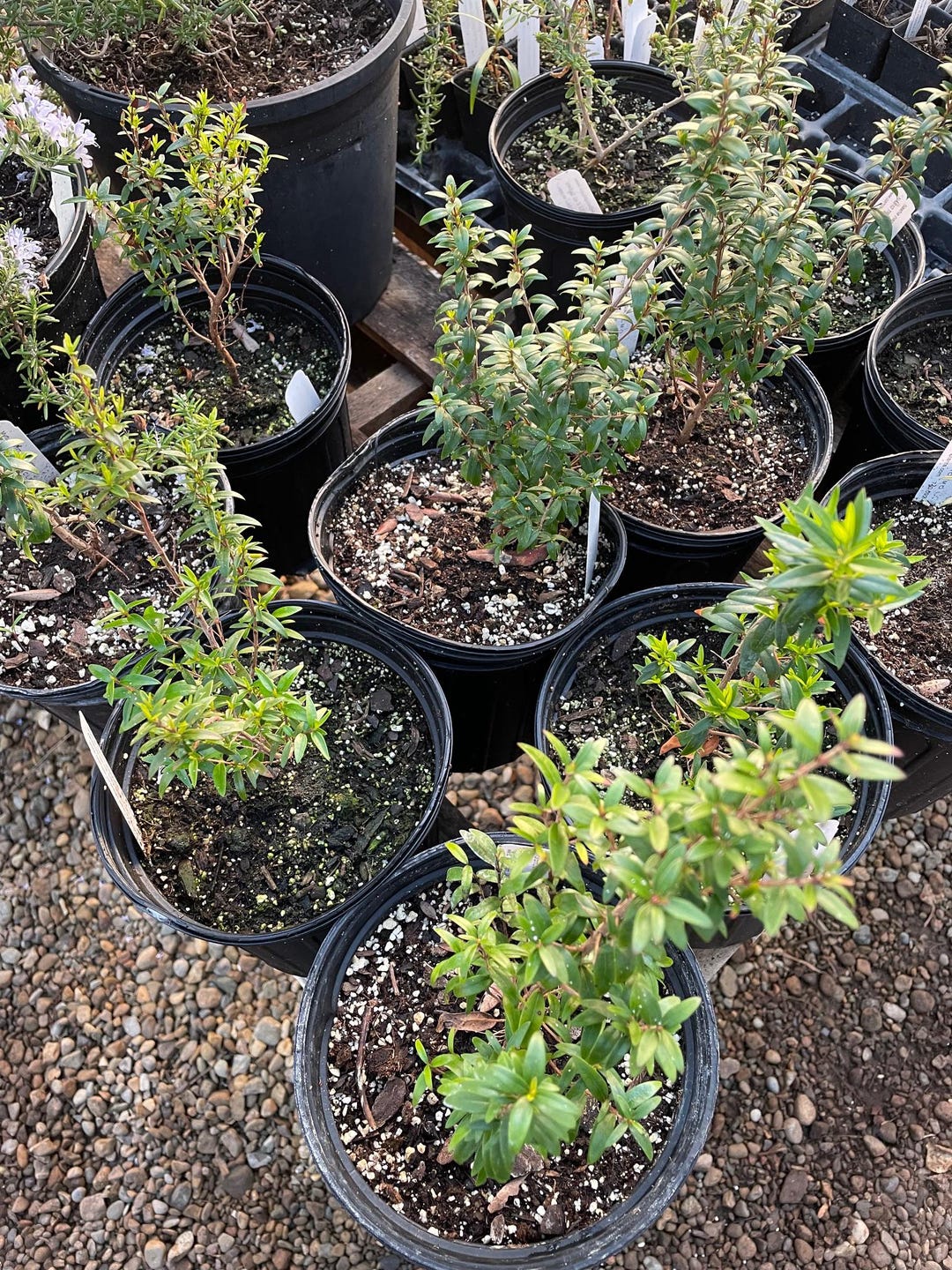 Myrtus Communis Myrtle Tree in Gallon Pot Live Plant Mediterranean ...