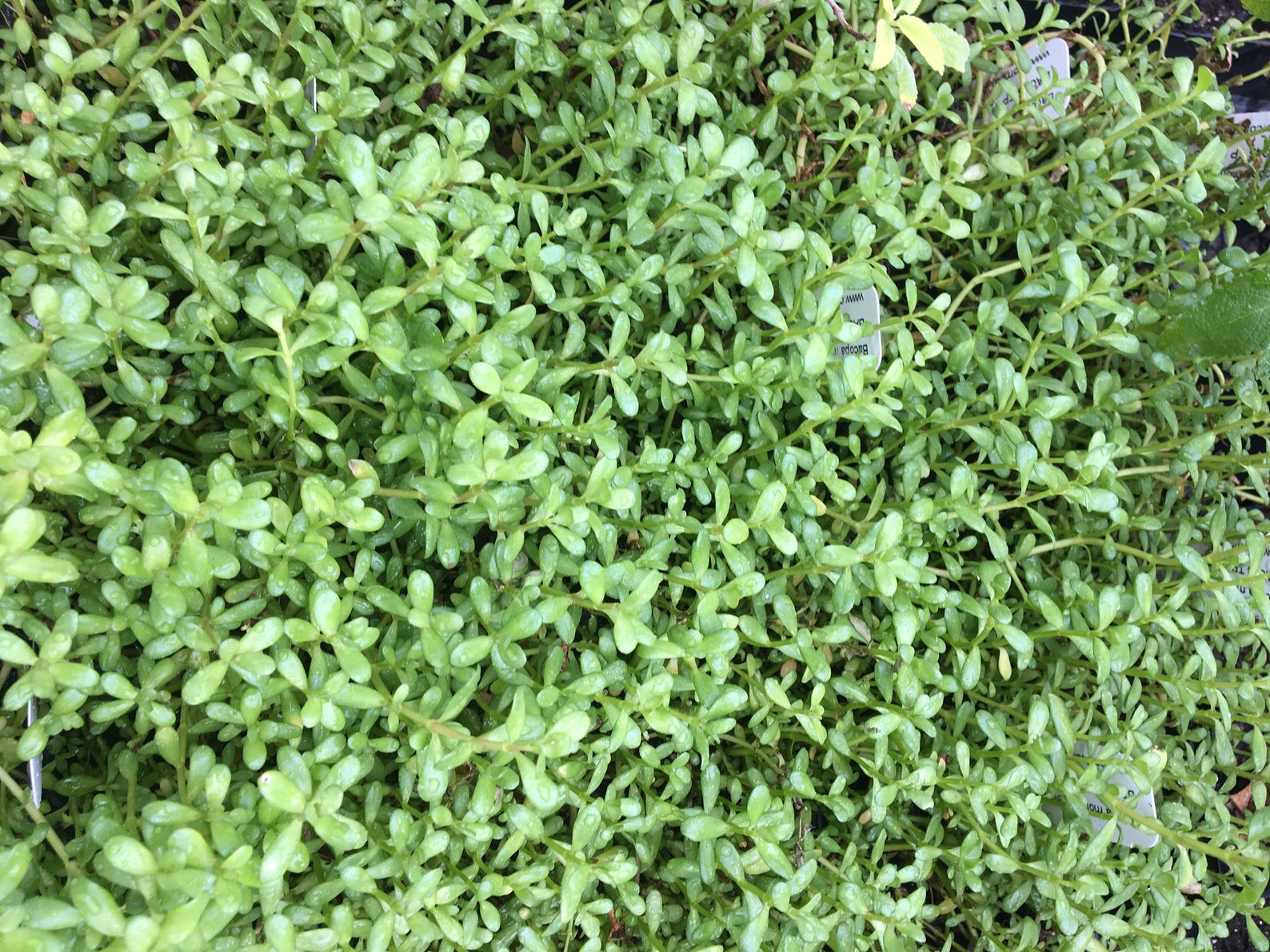 Bacopa Monnieri Brahmi Water Hyssop Plant Ayurvedic Herb 2.5 Inch Pot ...