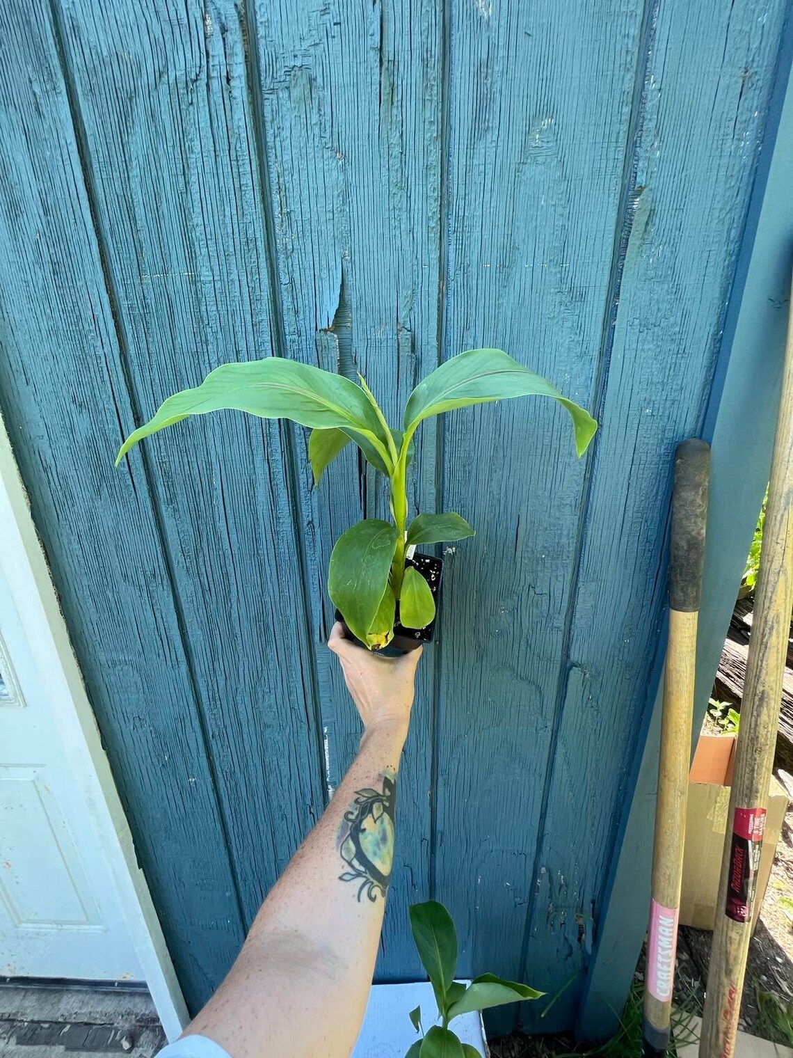 Musa Basjoo Hardy Banana Japanese Banana LIVE PLANT in 1 QUART - Etsy