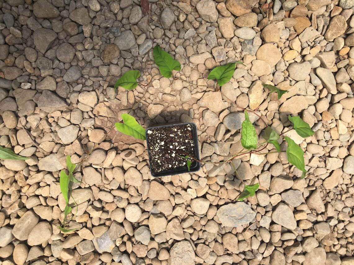Polygonum Multiflorum FO TI Plant in 2.5 Inch Pot He Shou Wu - Etsy