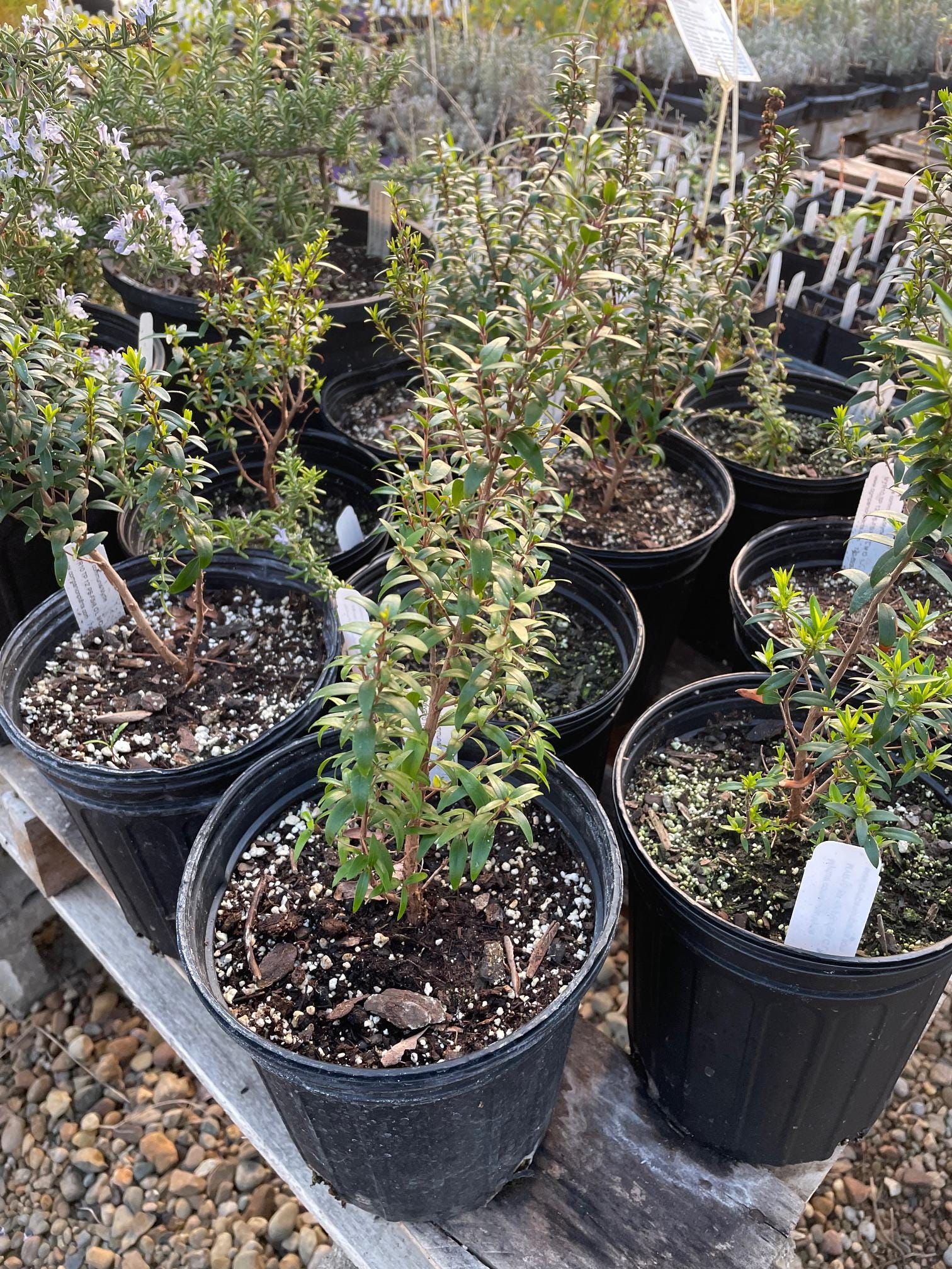 Myrtus Communis Myrtle Tree in Gallon Pot Live Plant Mediterranean ...