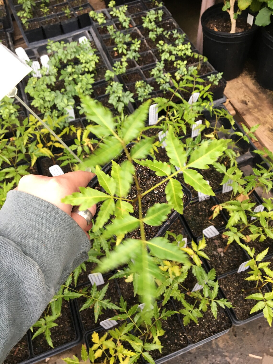 NEEM TREE Azadirachta indica Tropical Exotic Herb 4 inch pot | Etsy