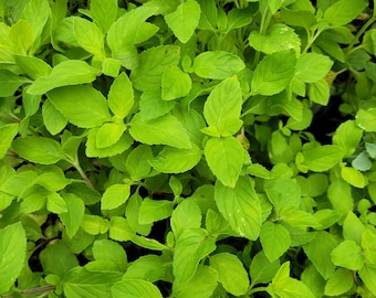 Japanese Mint Plant - Etsy