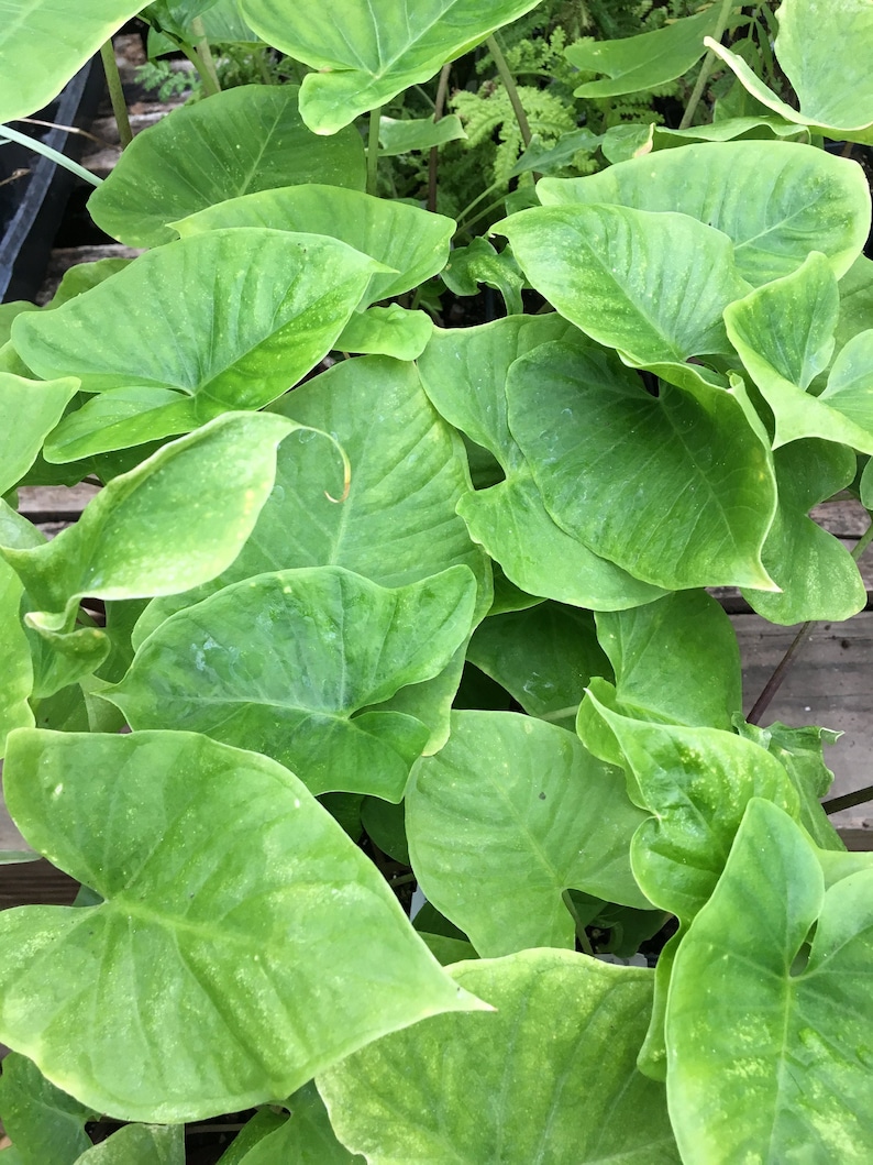 Typhonium Giganteum Giant Voodoo Lily LIVE PLANT in 4 Inch Pot | Etsy