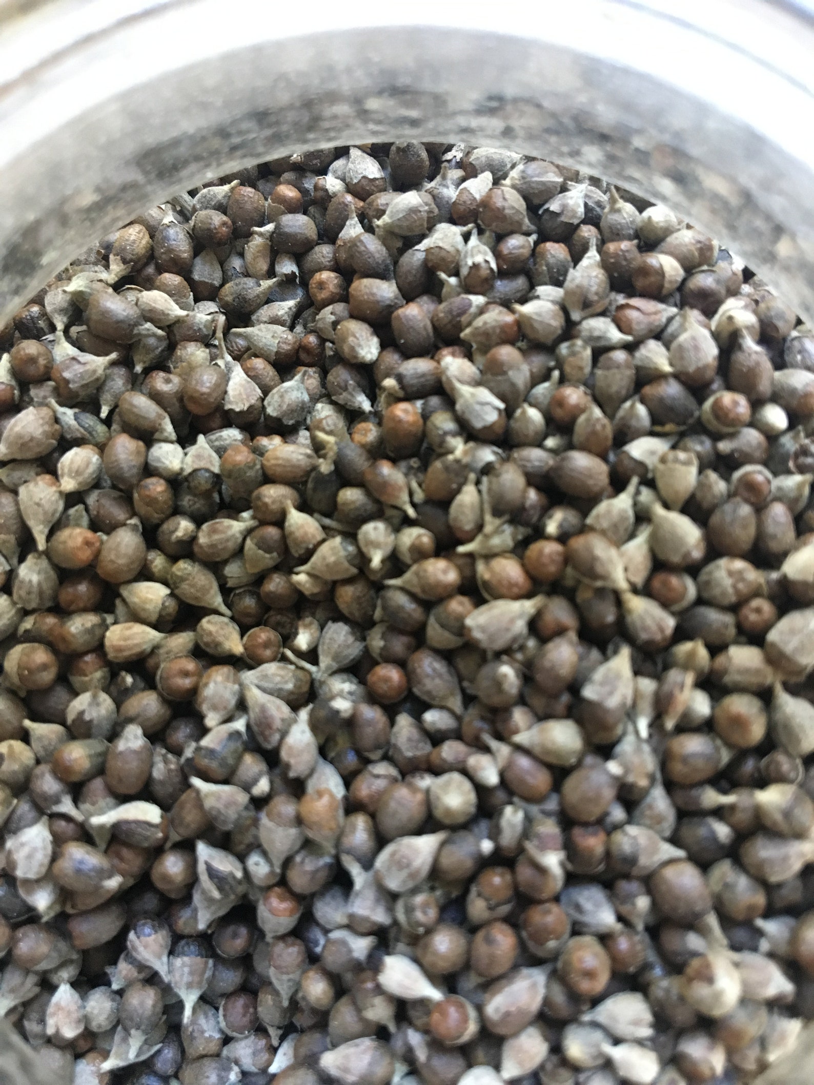 Vitex Negundo SEEDS 1 OUNCE Chinese Chaste Tree Seeds - Etsy