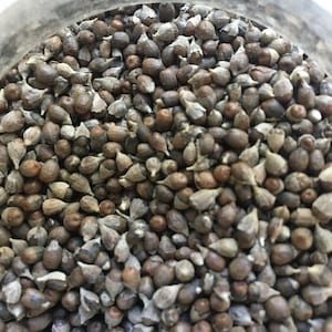 Vitex Negundo SEEDS 1 OUNCE Chinese Chaste Tree Seeds - Etsy