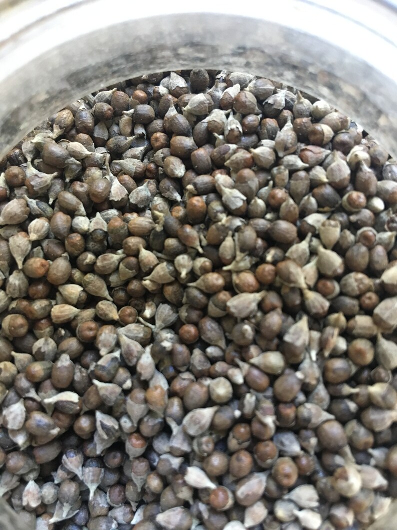 Vitex Negundo SEEDS 1 OUNCE Chinese Chaste Tree Seeds - Etsy
