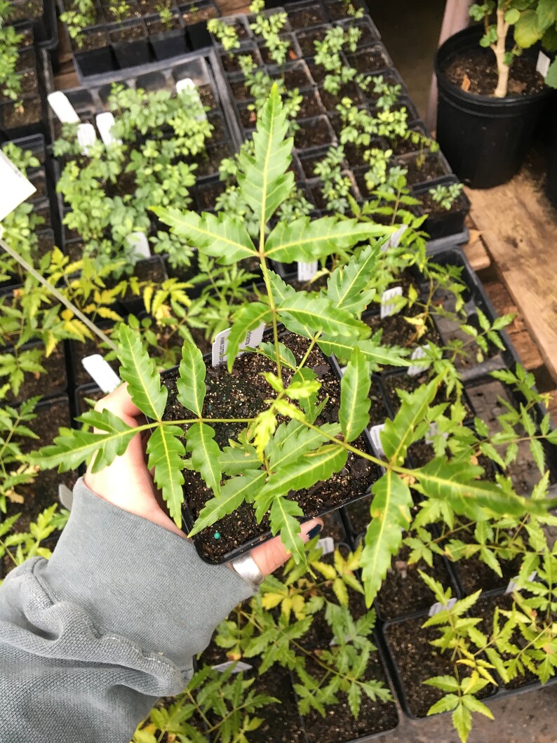 NEEM TREE Azadirachta indica Tropical Exotic Herb 4 inch pot | Etsy