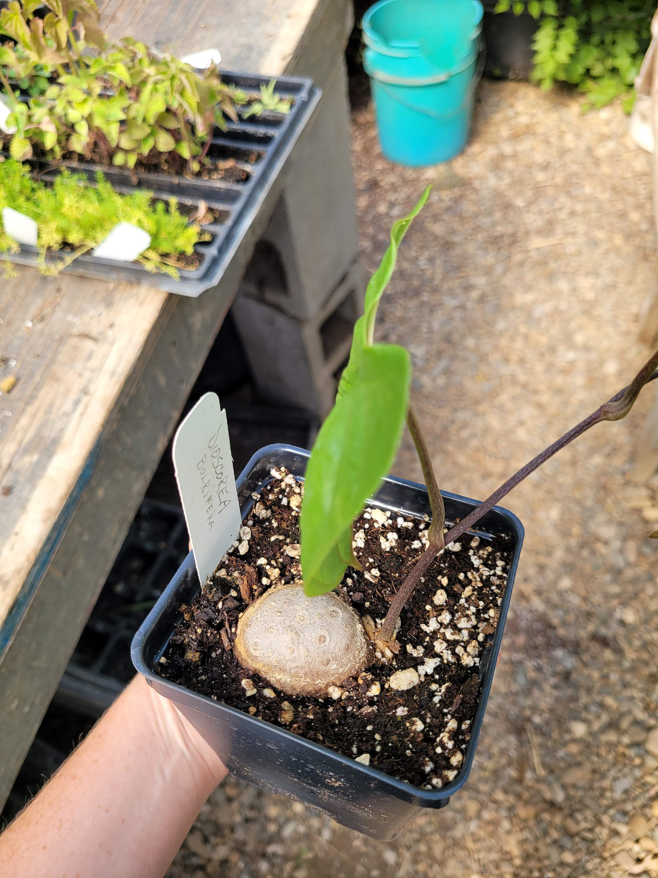 Dioscorea Bulbifera Air Potato Air Yam LIVE PLANT in 4 Inch Pot - Etsy