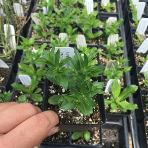 Eryngium Foetidum/culantro Chadon Beni Shado Beni Live Plant - Etsy