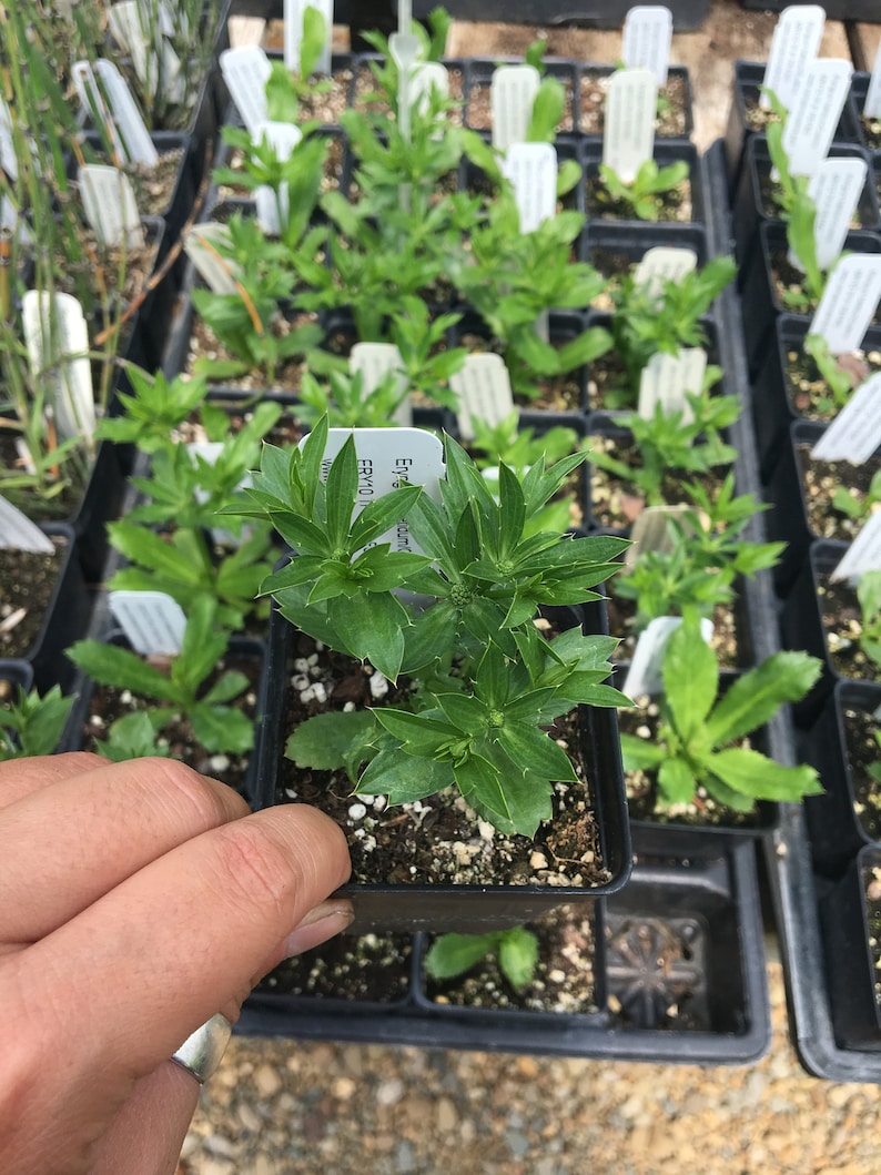 Eryngium Foetidum/culantro Chadon Beni Shado Beni Live Plant - Etsy
