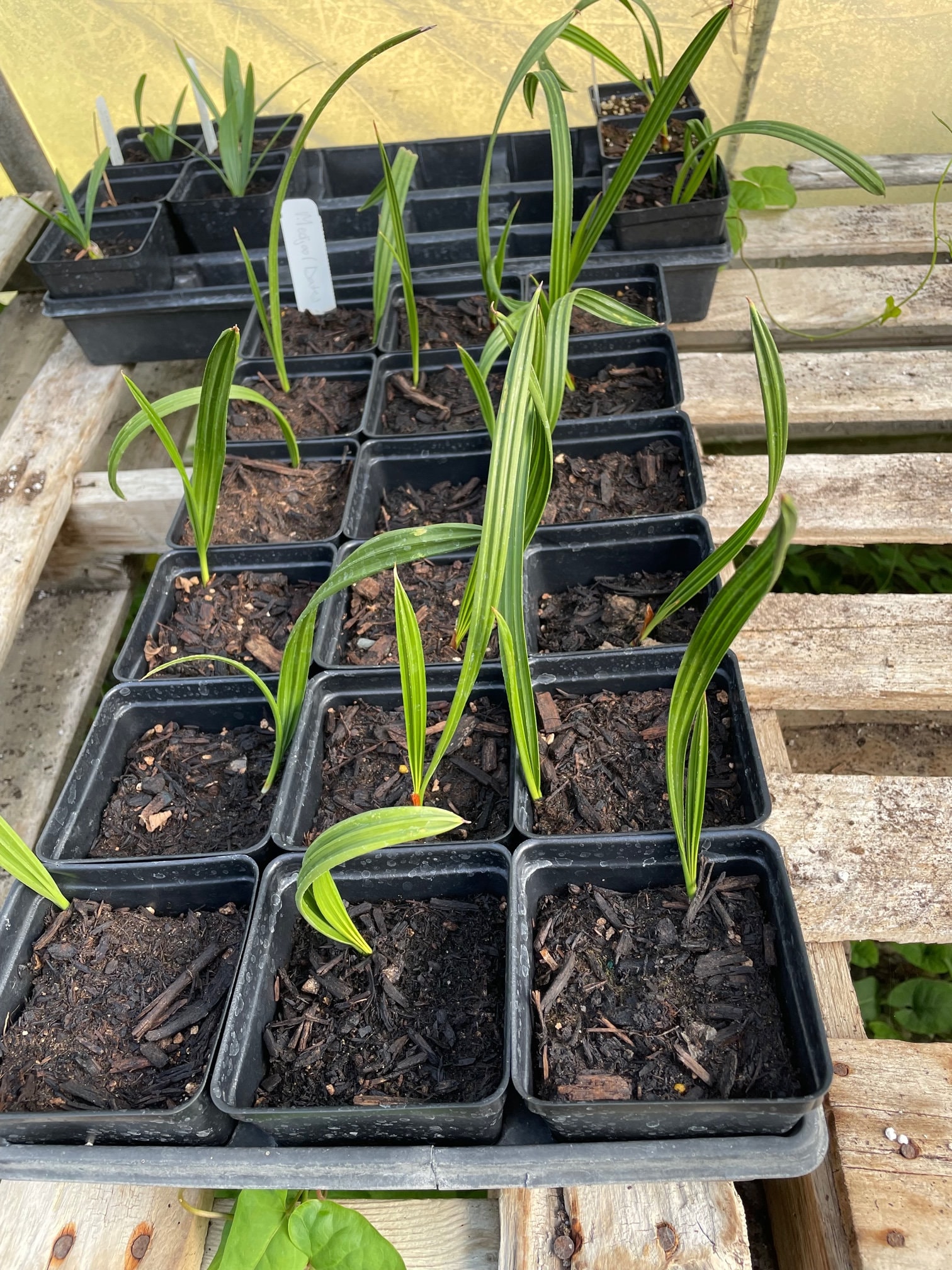 Phoenix Dactylifera Medjool Date Palm Tree 4 in Pot Culinary - Etsy