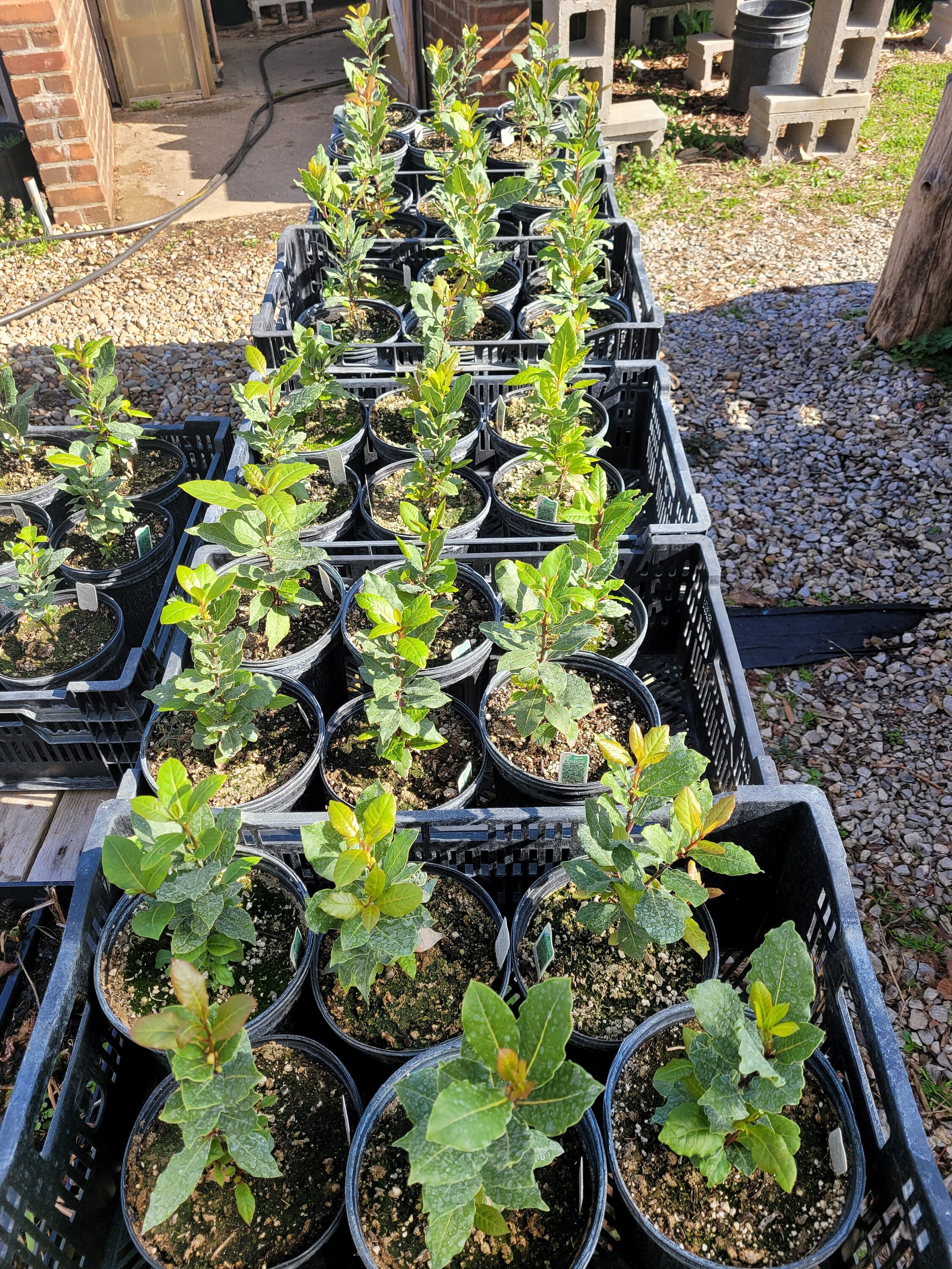 Laurus Nobilis Bay Tree in 1 Gallon Pot - Etsy