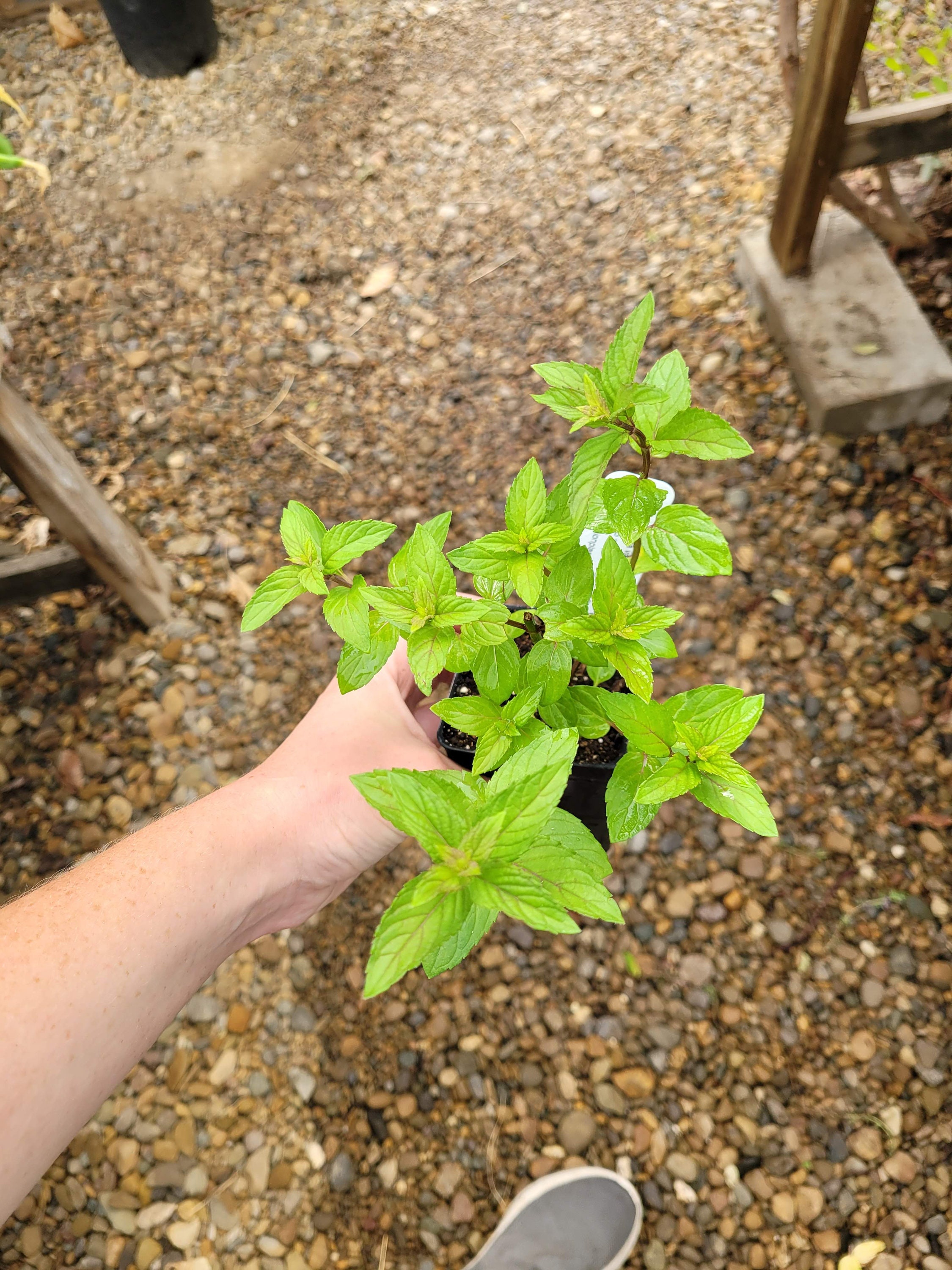Mentha X Piperata Var. Chocolate Mint in 2.5 Inch Pot - Etsy