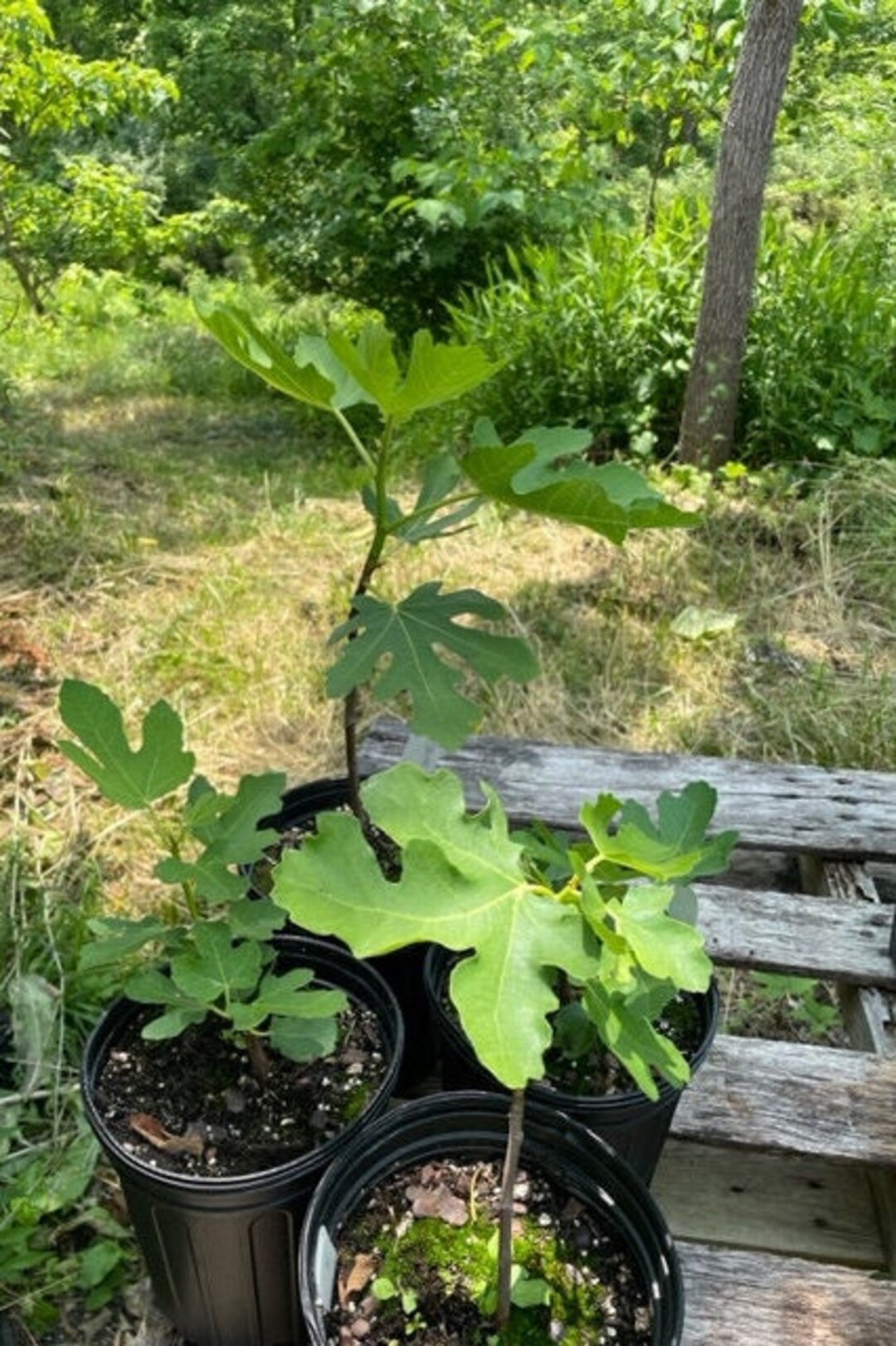 Ficus Carica ‘italian' Fig Tree in Gallon Pot Fig Fruit - Etsy