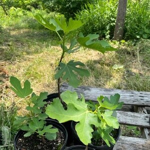 Ficus Carica ‘italian' Fig Tree in Gallon Pot Fig Fruit - Etsy