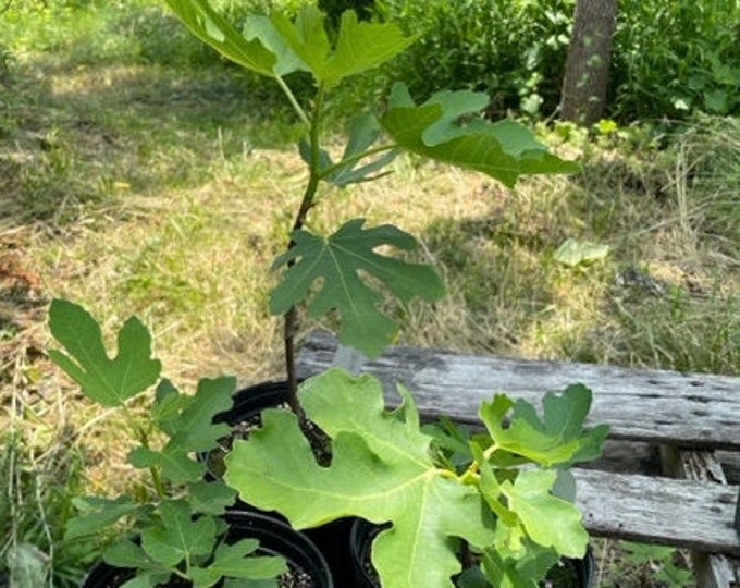Ficus Carica ‘italian' Fig Tree in Gallon Pot Fig Fruit - Etsy