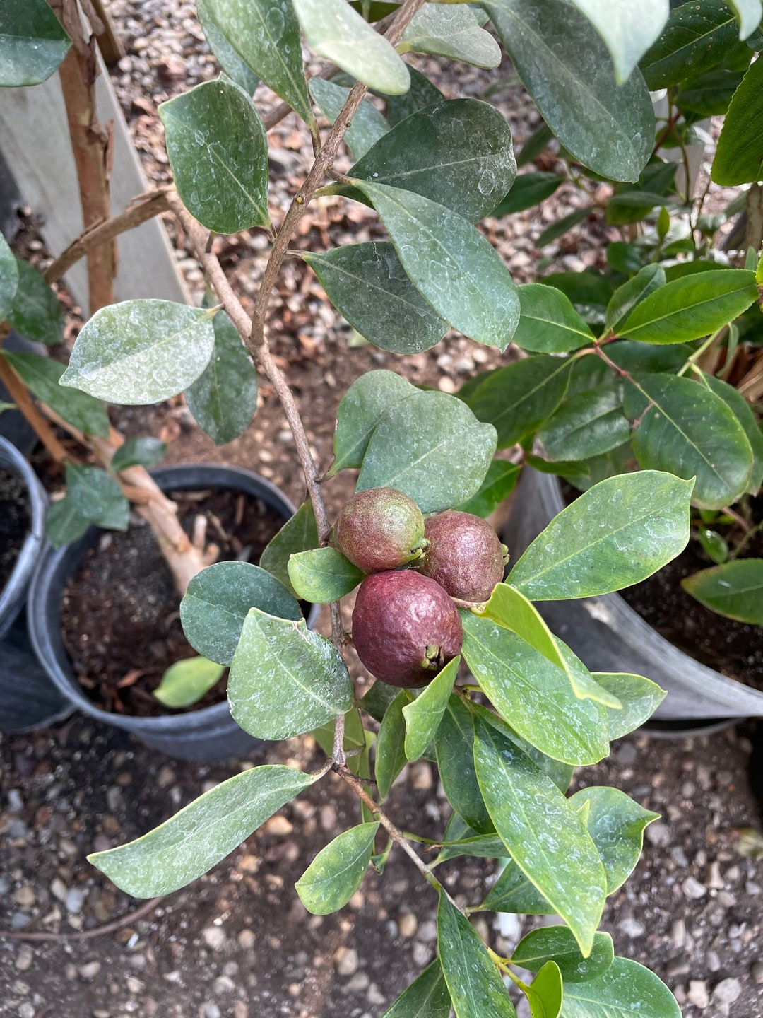 Psidium Cattleyanum Strawberry Guava Plant in Gallon Pot Tropical Fruit ...