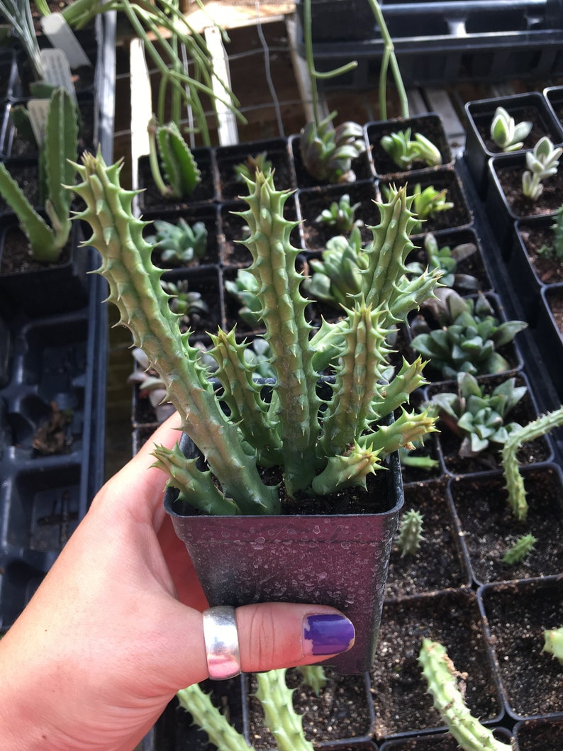 Huernia Zebrina Life Saver Plant LIVE PLANT in 2.5 Inch Pot | Etsy