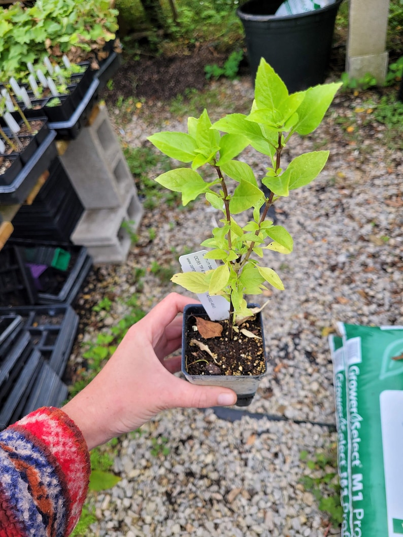 Ocimum Basilicum Var. Greek Columnar Basil 2 1/2 Pot - Etsy