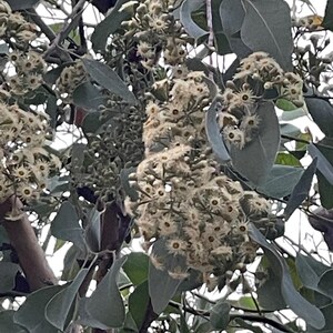 Eucalyptus Polyanthemos Red Box Eucalyptus Live Plant Gallon Pot - Etsy