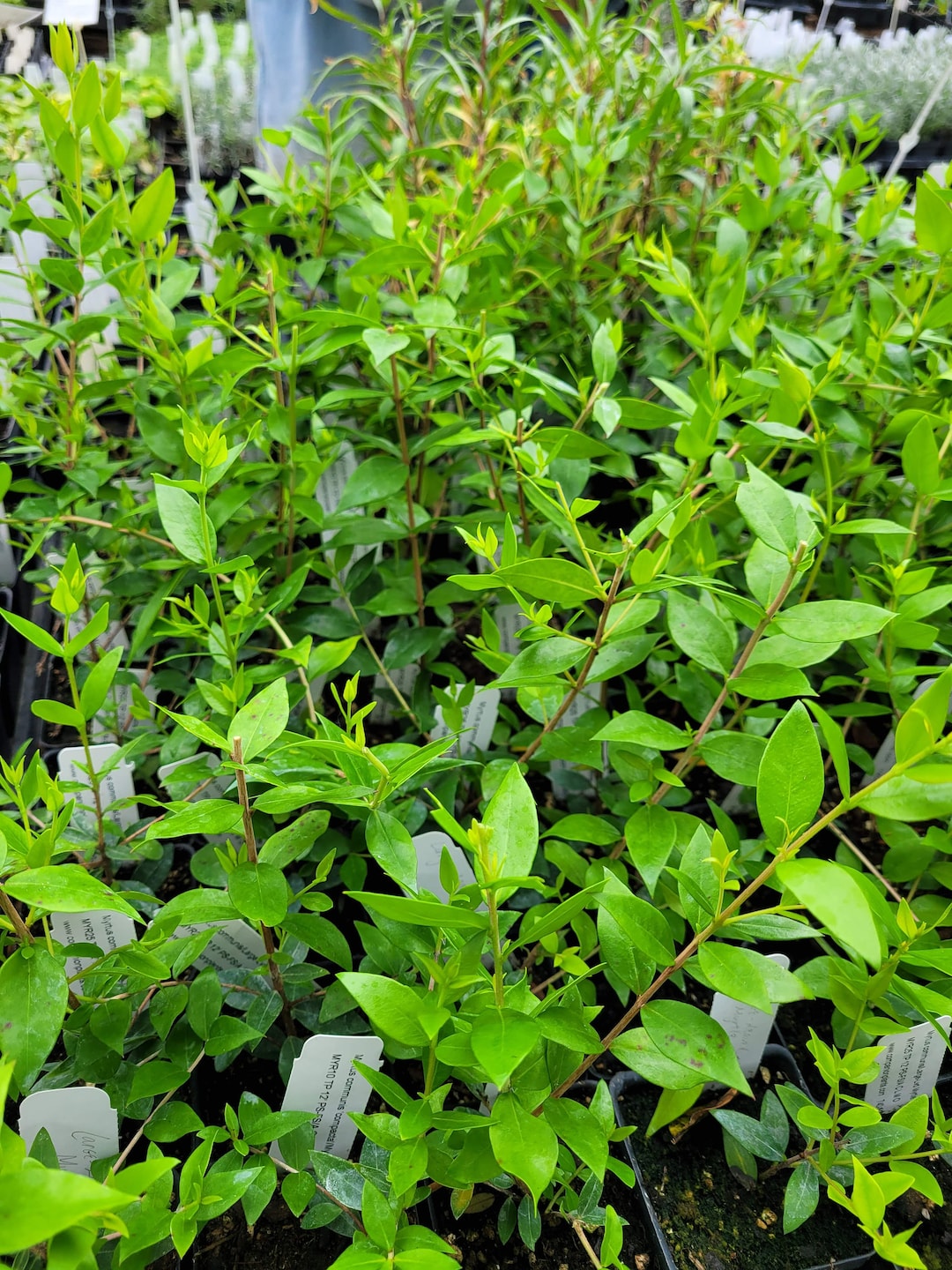 Myrtus communis/Planta VIVA DE MIRTO DE HOJA GRANDE en Maceta - Etsy España