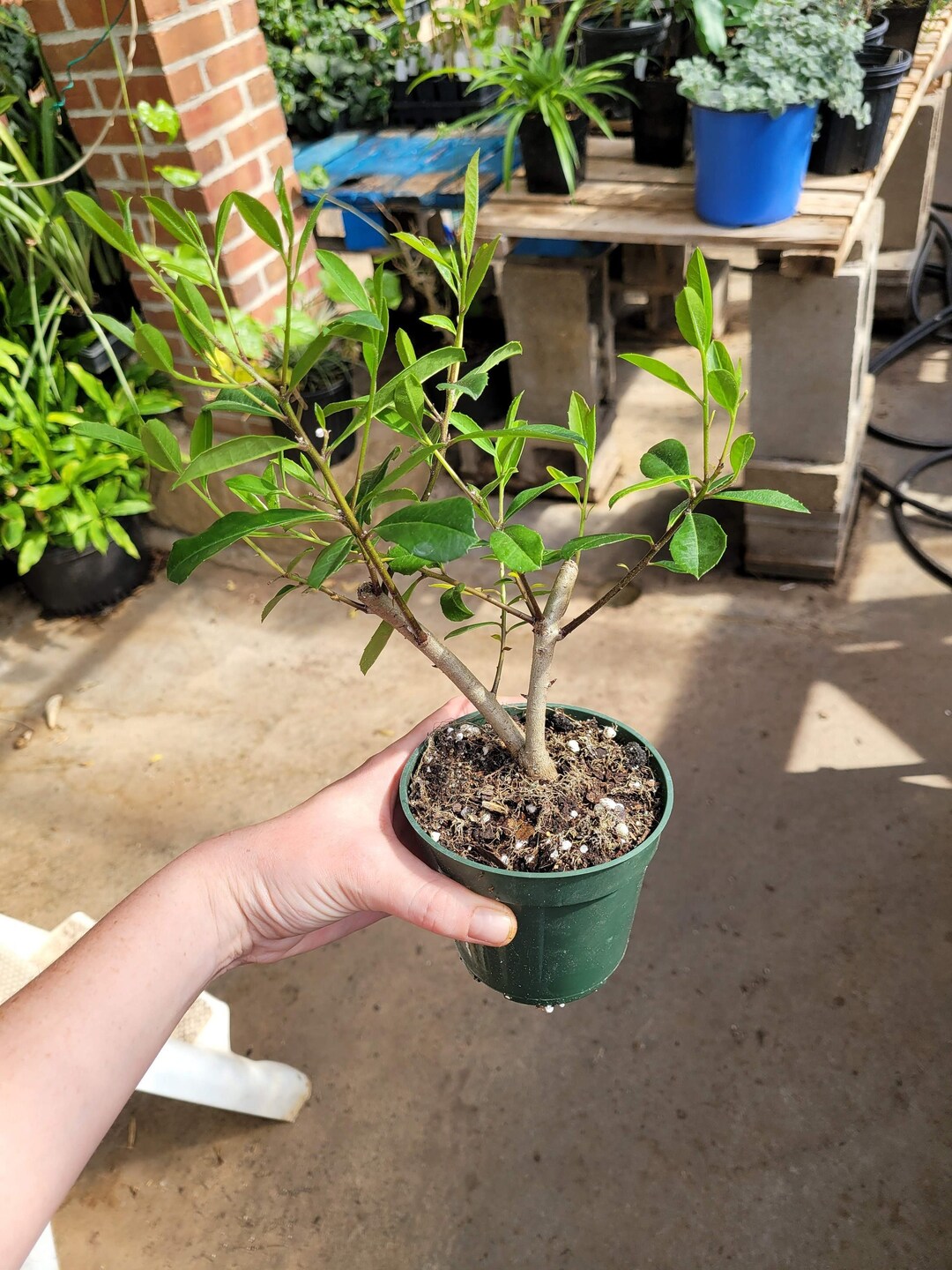 Ilex Paraguariensis Yerba Mate Plant in 4 Inch Pot - Etsy