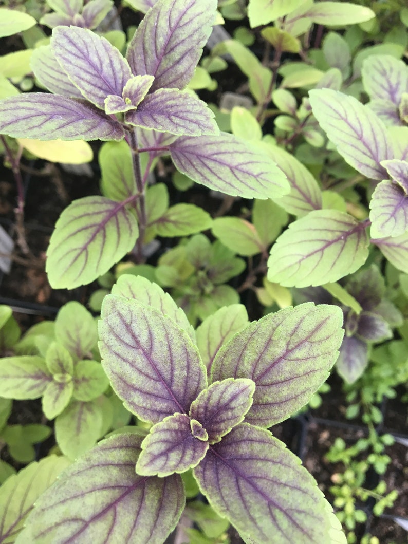 Ocimum 'african Blue' African Blue Basil Live Plant in | Etsy
