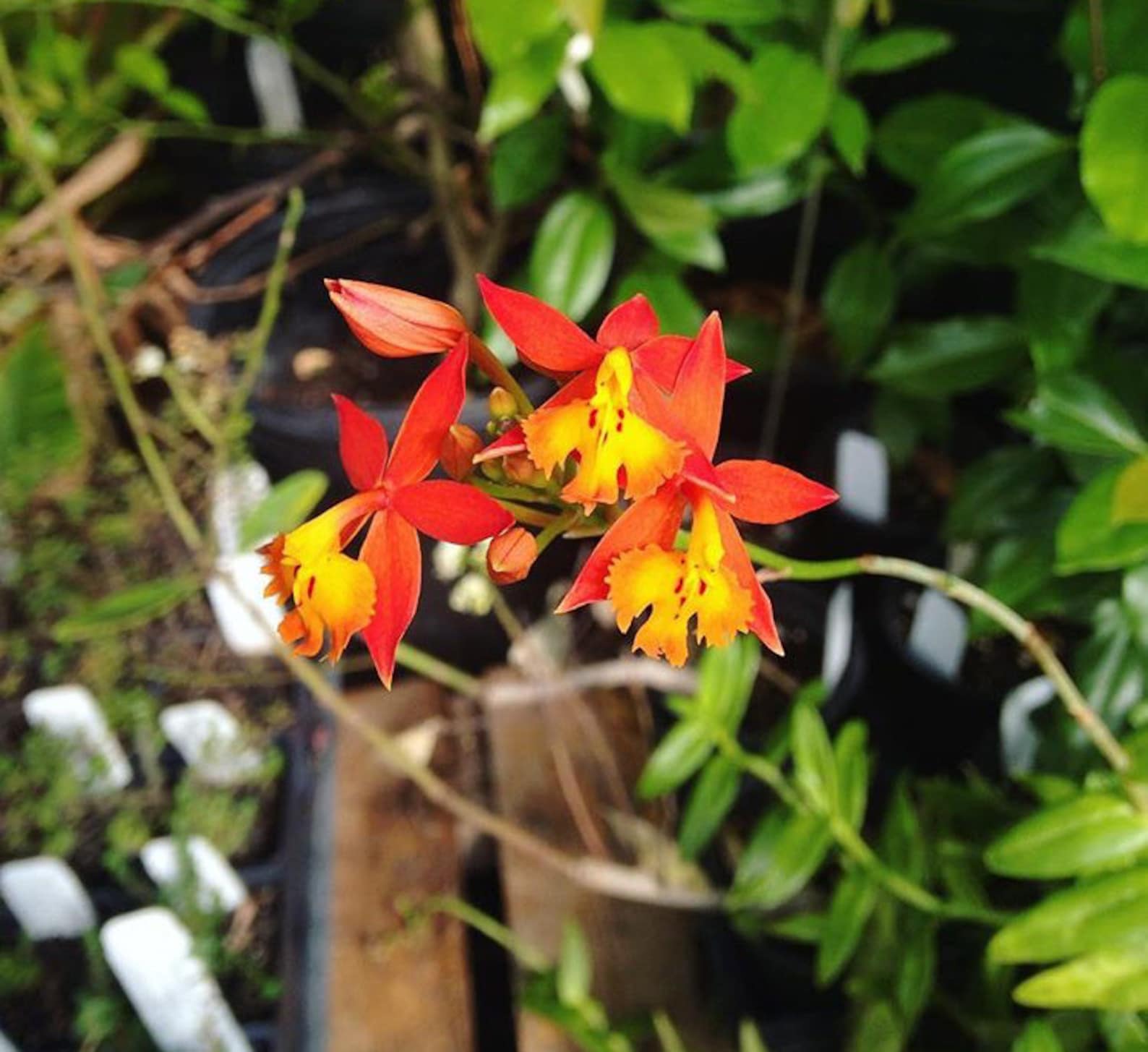 Epidendrum Radicans Fire Star Orchid Rainbow Orchid LIVE PLANT - Etsy