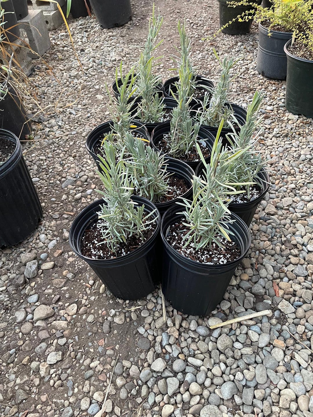 Lavandula X Intermedia 'provence' Provence Lavender Plant in Gallon Pot ...