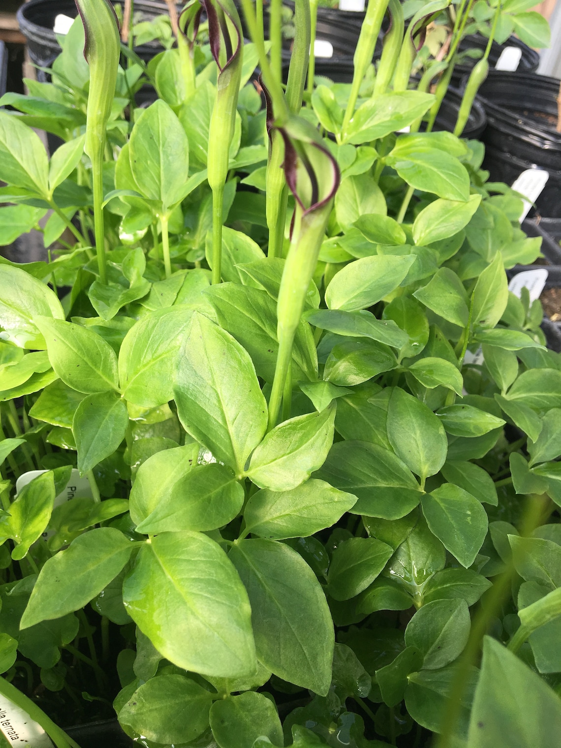 Pinellia Ternata Crow Dipper Live Plant in 2.5 Inch Pot Chinese Medicinal - Etsy