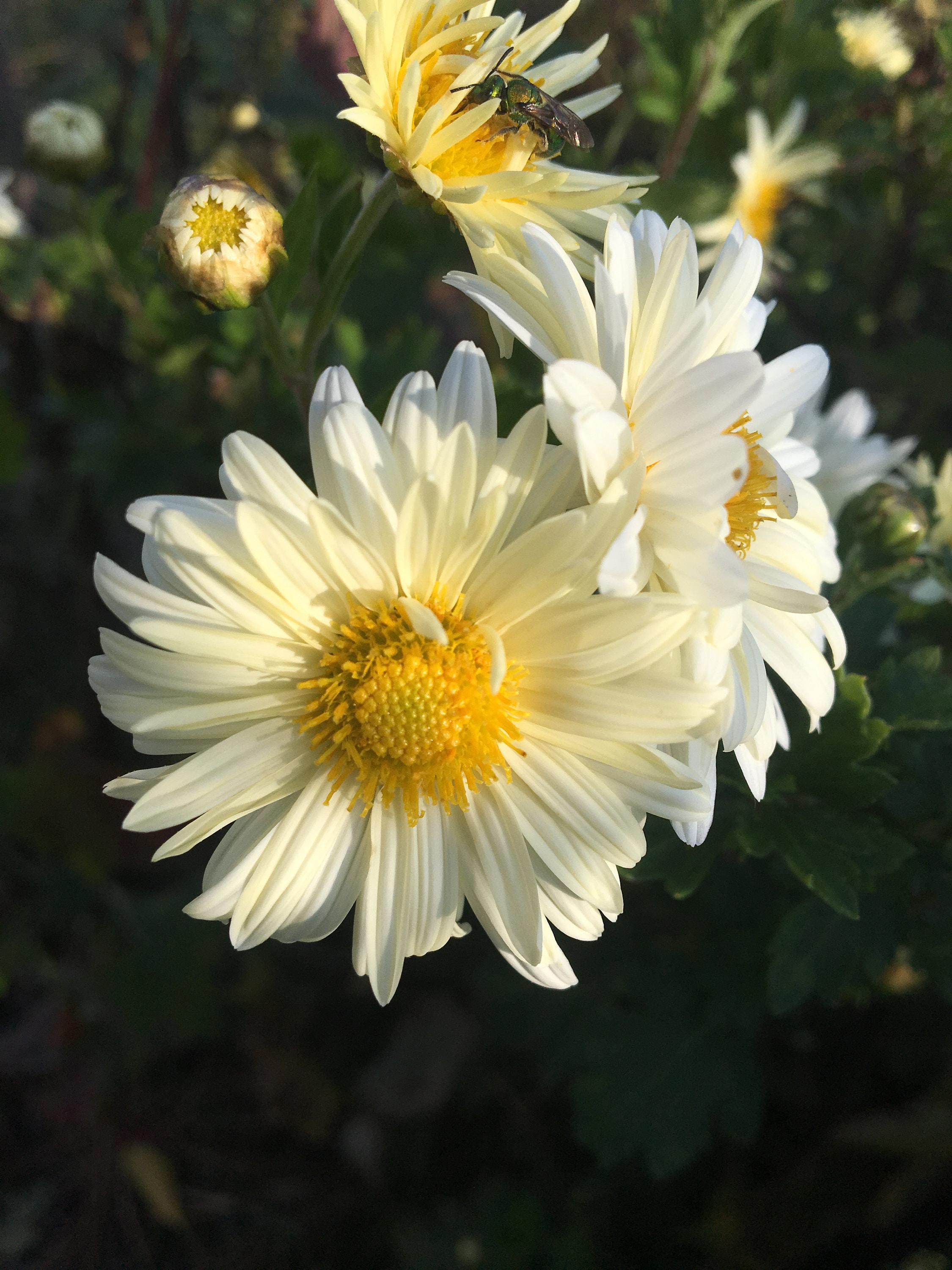 Chrysanthemum Morifolium JU HUA Plant in 2.5" Pot Tea Chrysanthemum ...
