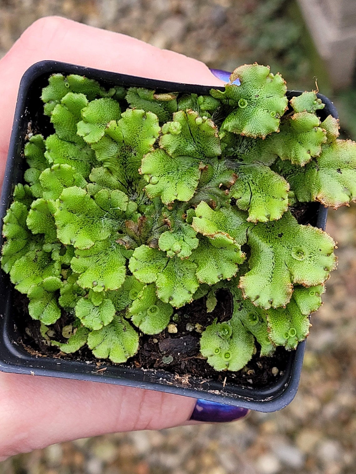 Marchantia Polymorpha Umbrella Liverwort Common Liverwort LIVE PLANT in ...