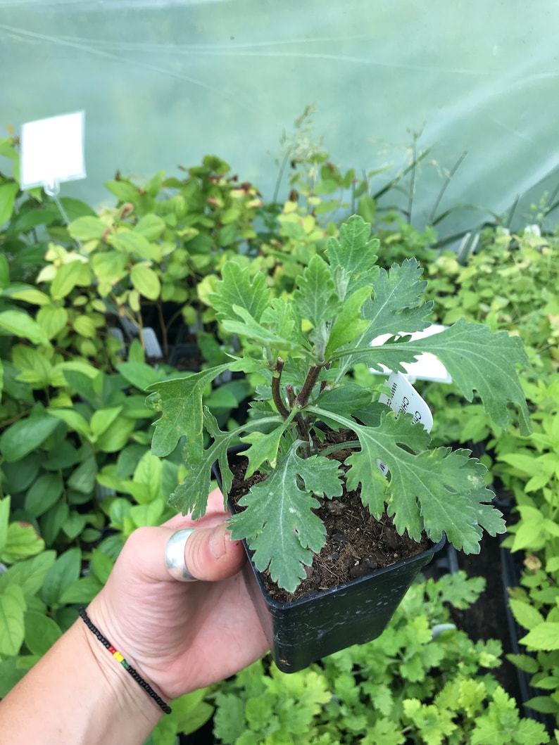 Chrysanthemum Morifolium JU HUA Plant in 2.5" Pot Tea Chrysanthemum ...