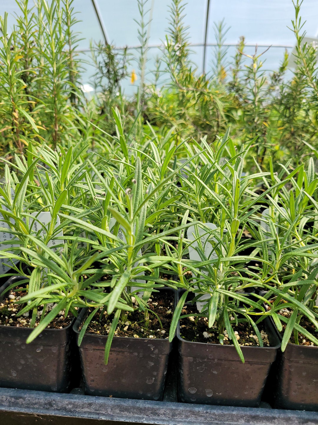 Rosmarinus Off. 'hill Hardy' Rosemary Plant in 2.5 Inch Pot - Etsy